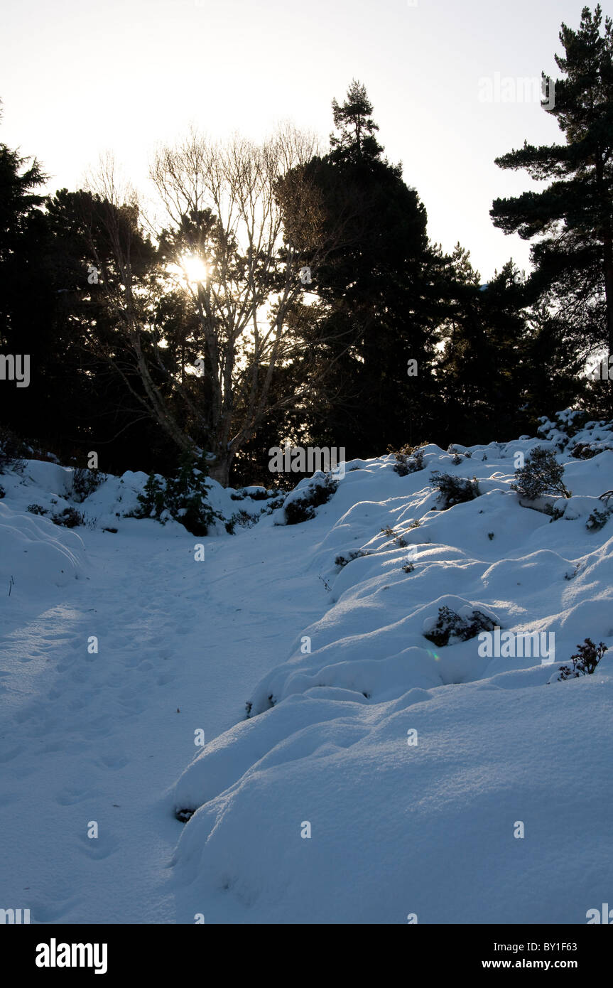 Deep snow lying in a garden in Edinburgh, Scotland Stock Photo - Alamy