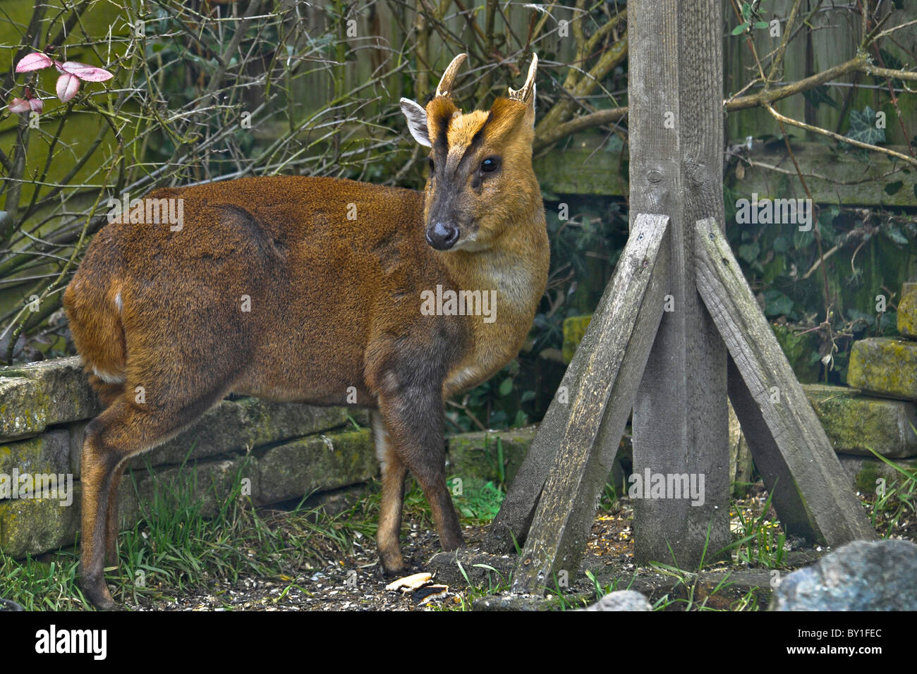 Munkjack hi-res stock photography and images - Alamy