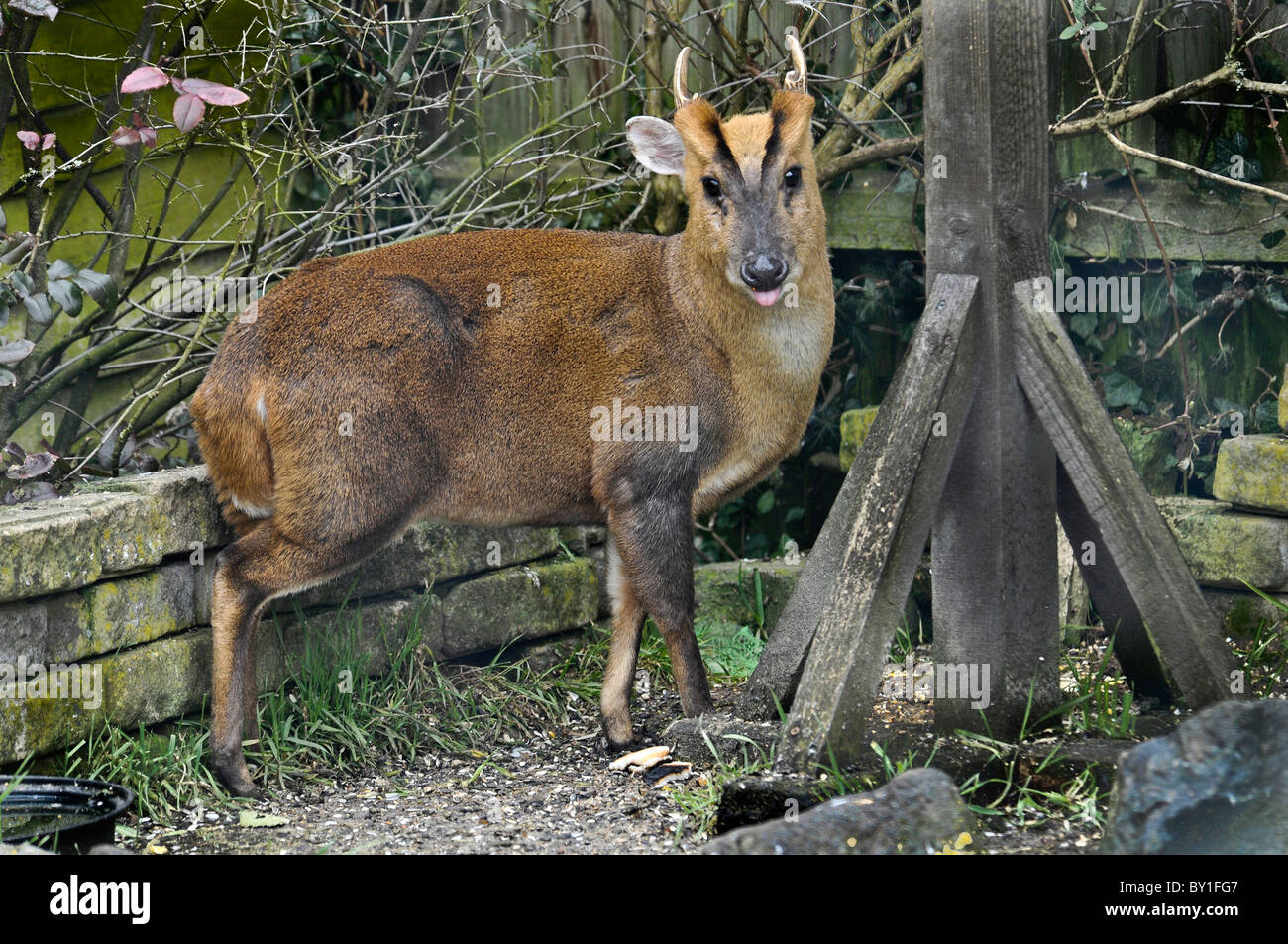 Munkjack hi-res stock photography and images - Alamy