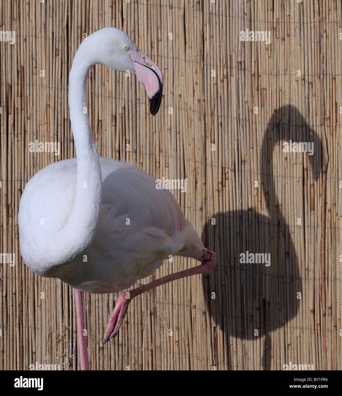 Flamingo and his shadow Stock Photo - Alamy