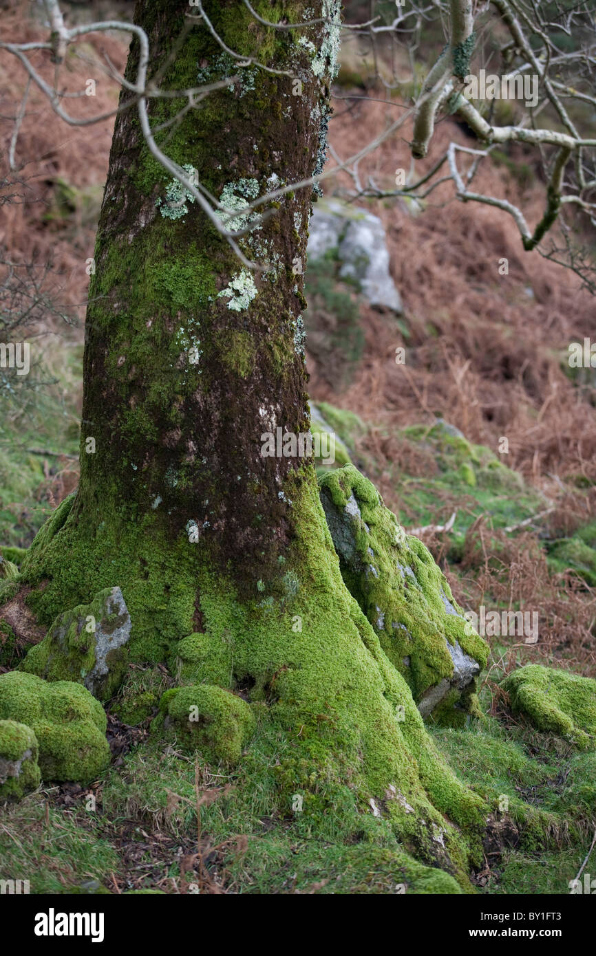 Mawwdach hi-res stock photography and images - Alamy