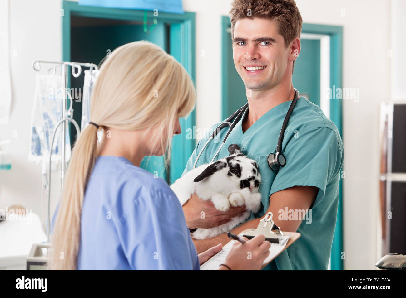 Rabbit vet male hi-res stock photography and images - Alamy