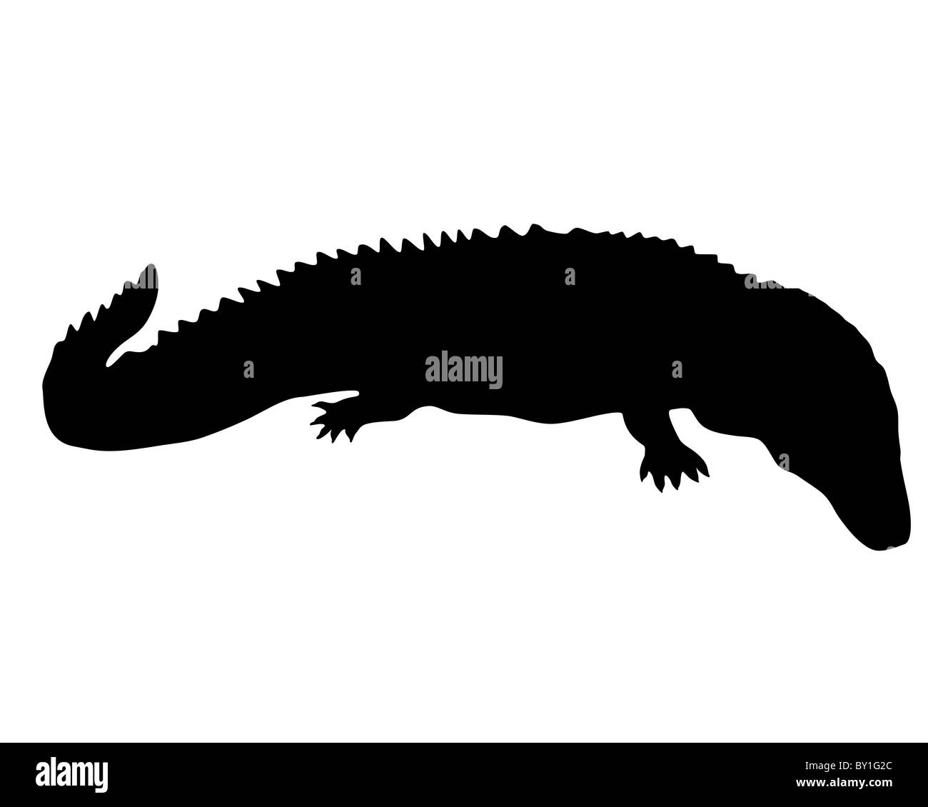 Reptile caiman black Cut Out Stock Images & Pictures - Alamy