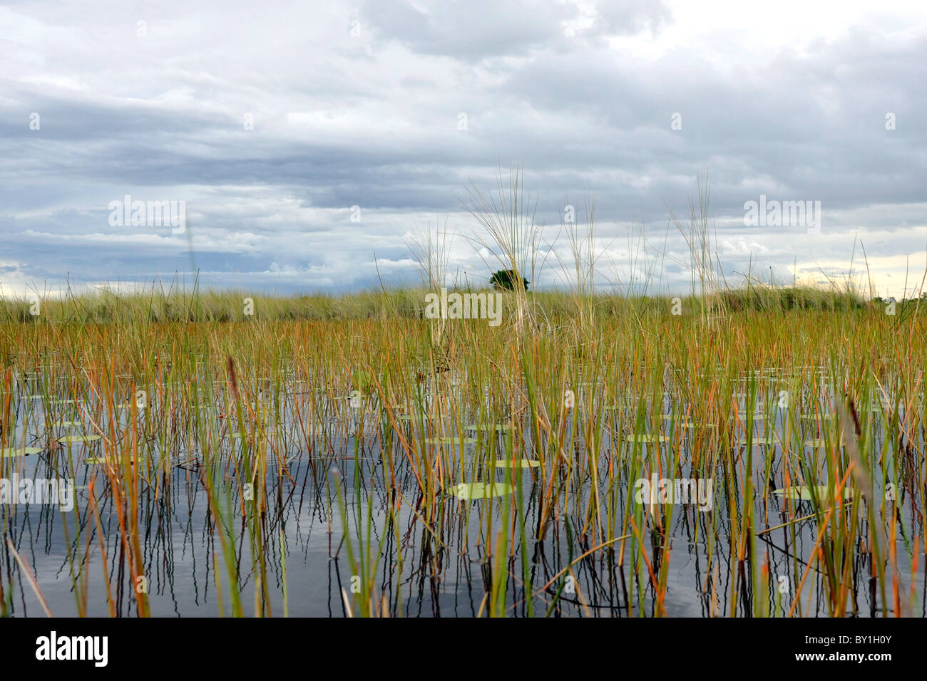 Okawango delta, Botswana Stock Photo - Alamy