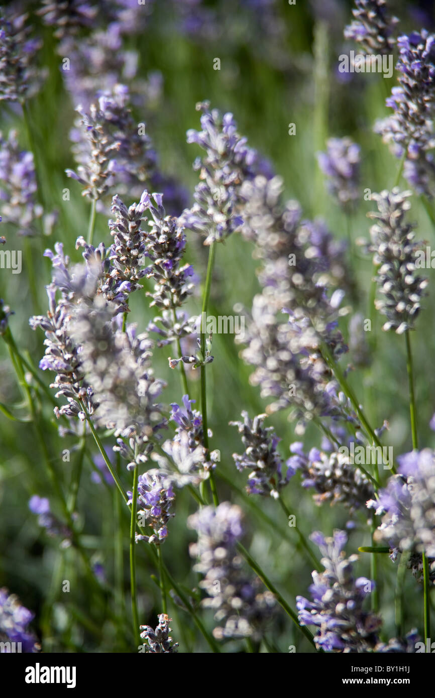 wild lavender in hotel garden Stock Photo - Alamy