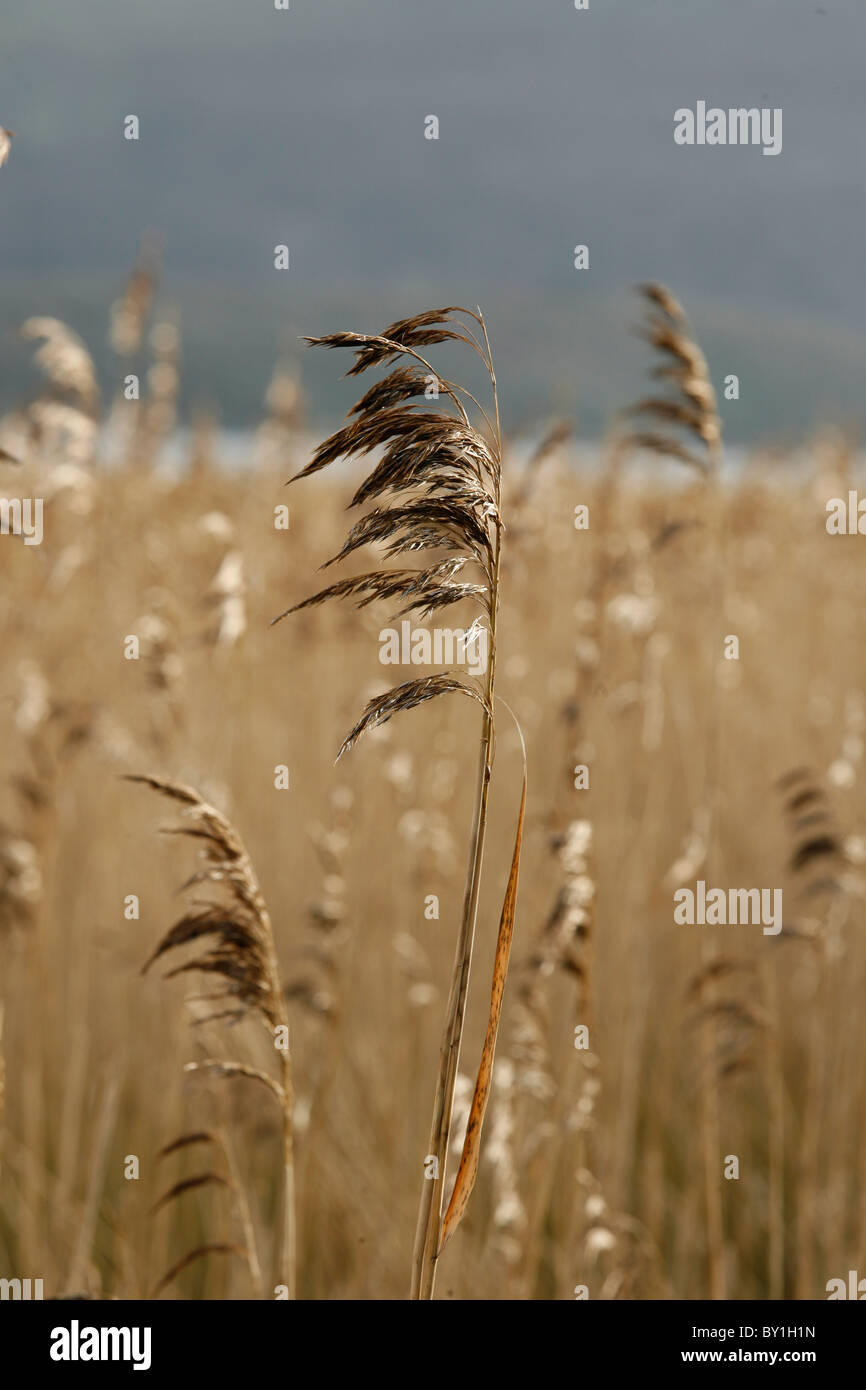 Reed bed wales hi-res stock photography and images - Alamy