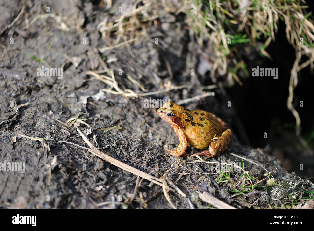 Common frog (Rana temporaria) on the way to the pond at the end of its ...