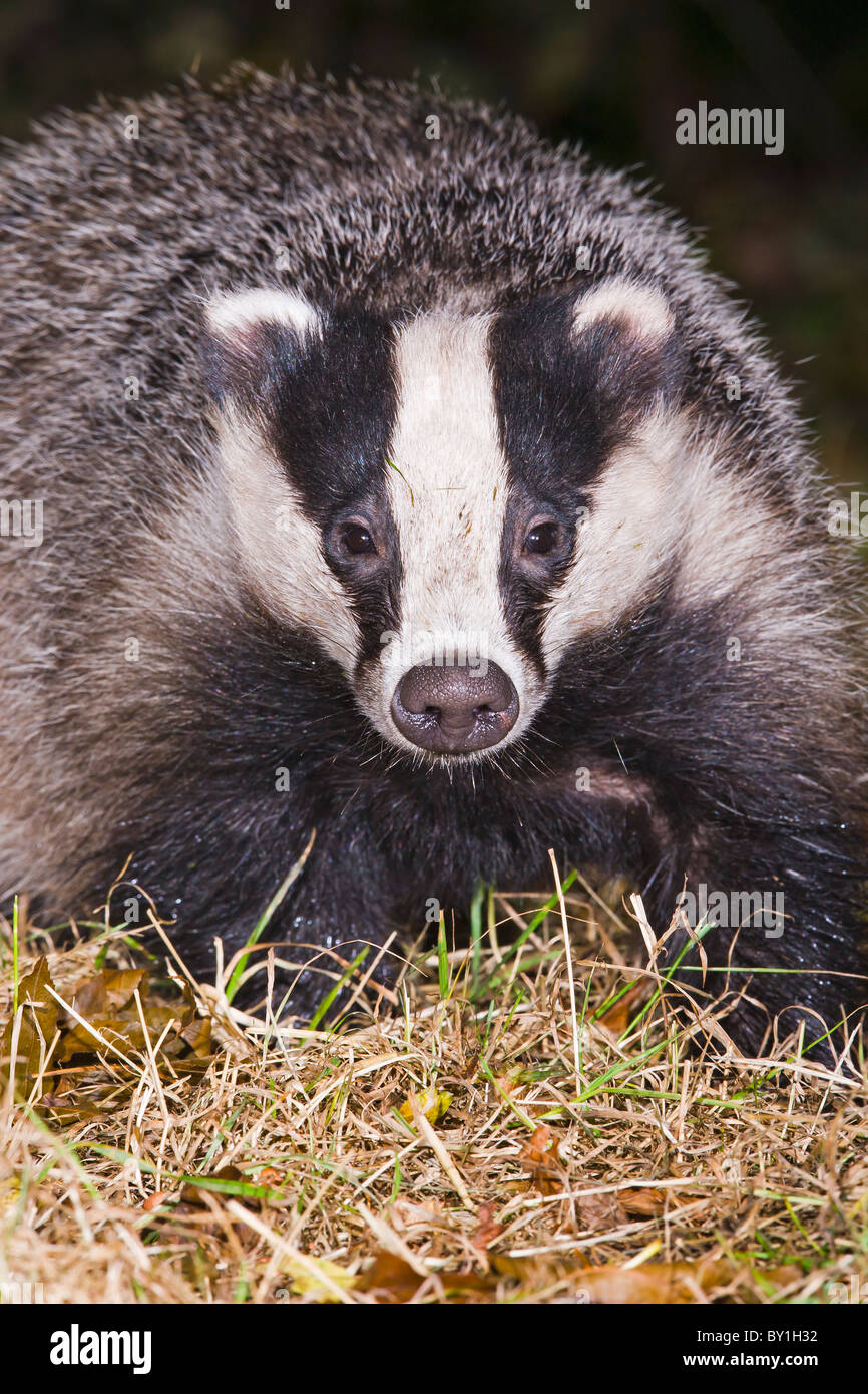 Uk meles meles hi-res stock photography and images - Alamy