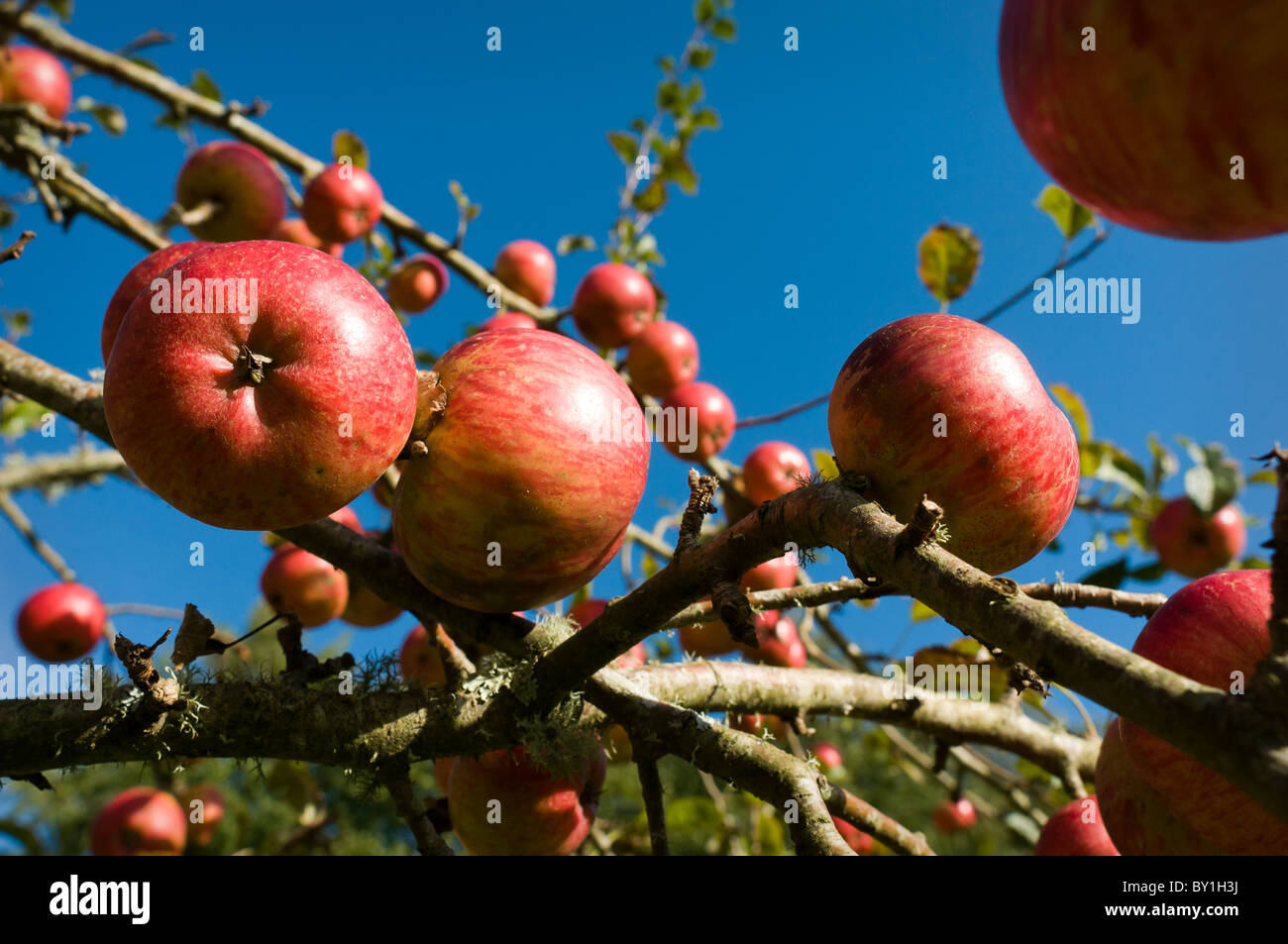 Cornish apples hi-res stock photography and images - Alamy