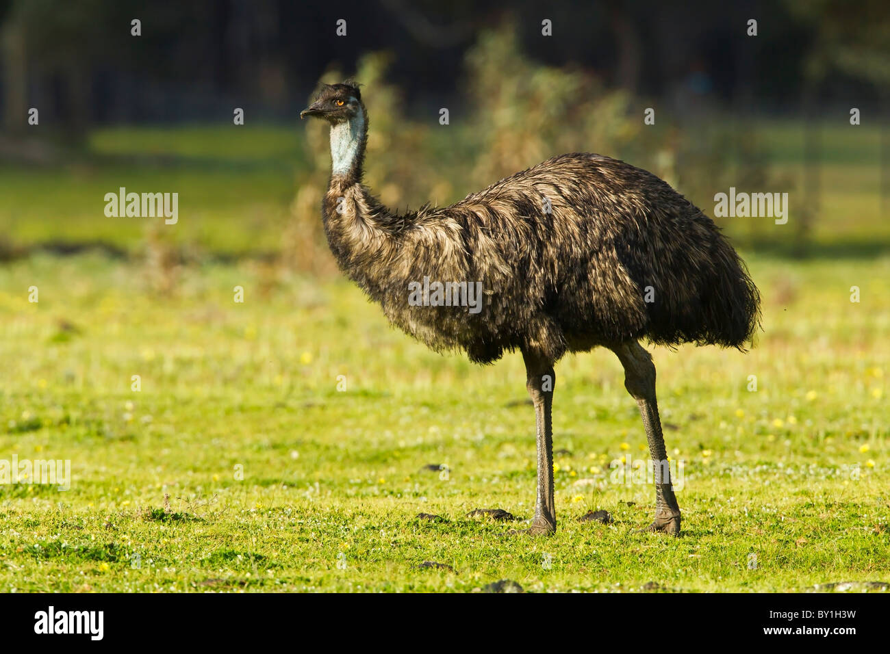 EMU IN A GRASSY MEADOW Stock Photo - Alamy