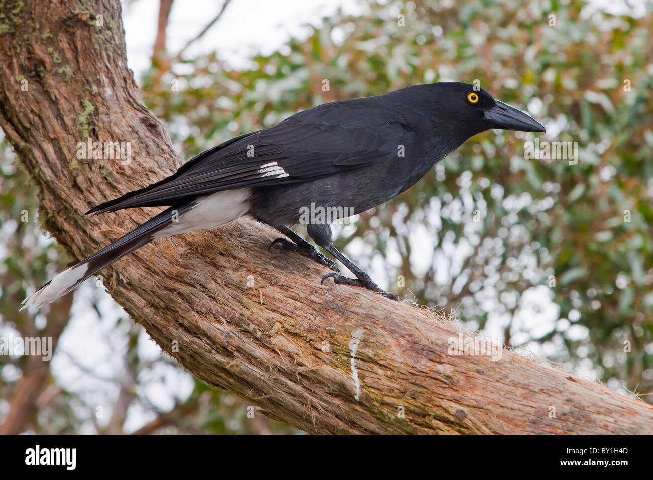GREY CURRAWONG IN A TREE Stock Photo - Alamy