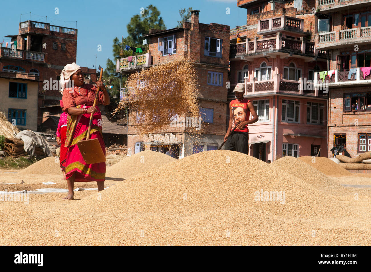 Threshing rice during autumn harvest hi-res stock photography and ...