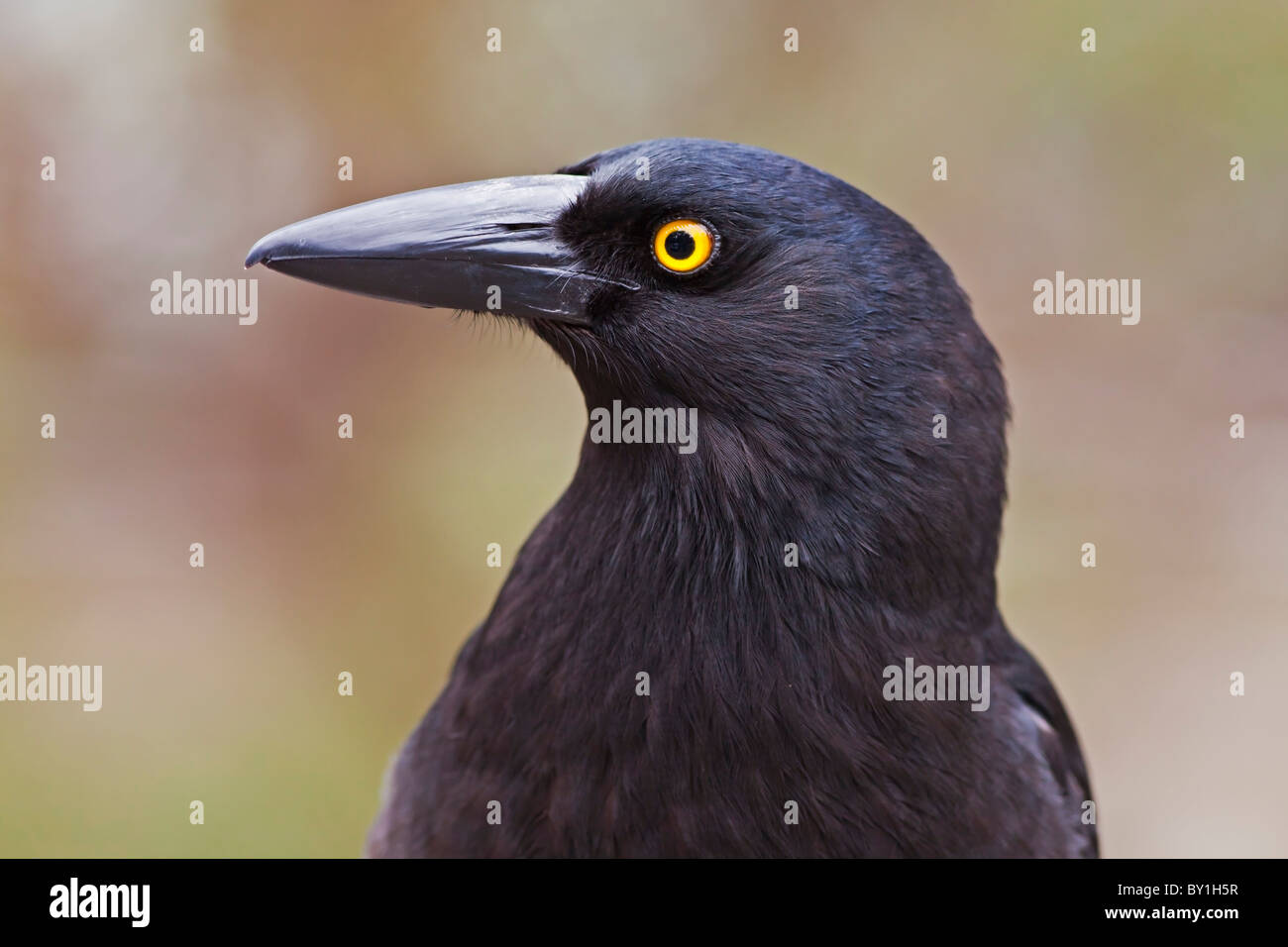 GREY CURRAWONG CLOSE-UP Stock Photo - Alamy
