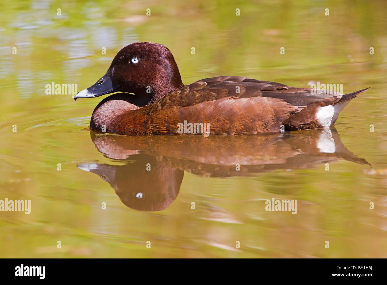 HARDHEAD DUCK ON WATER Stock Photo - Alamy