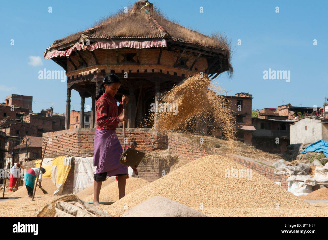threshing rice during the autumn harvest in the old city of Bhaktapur ...
