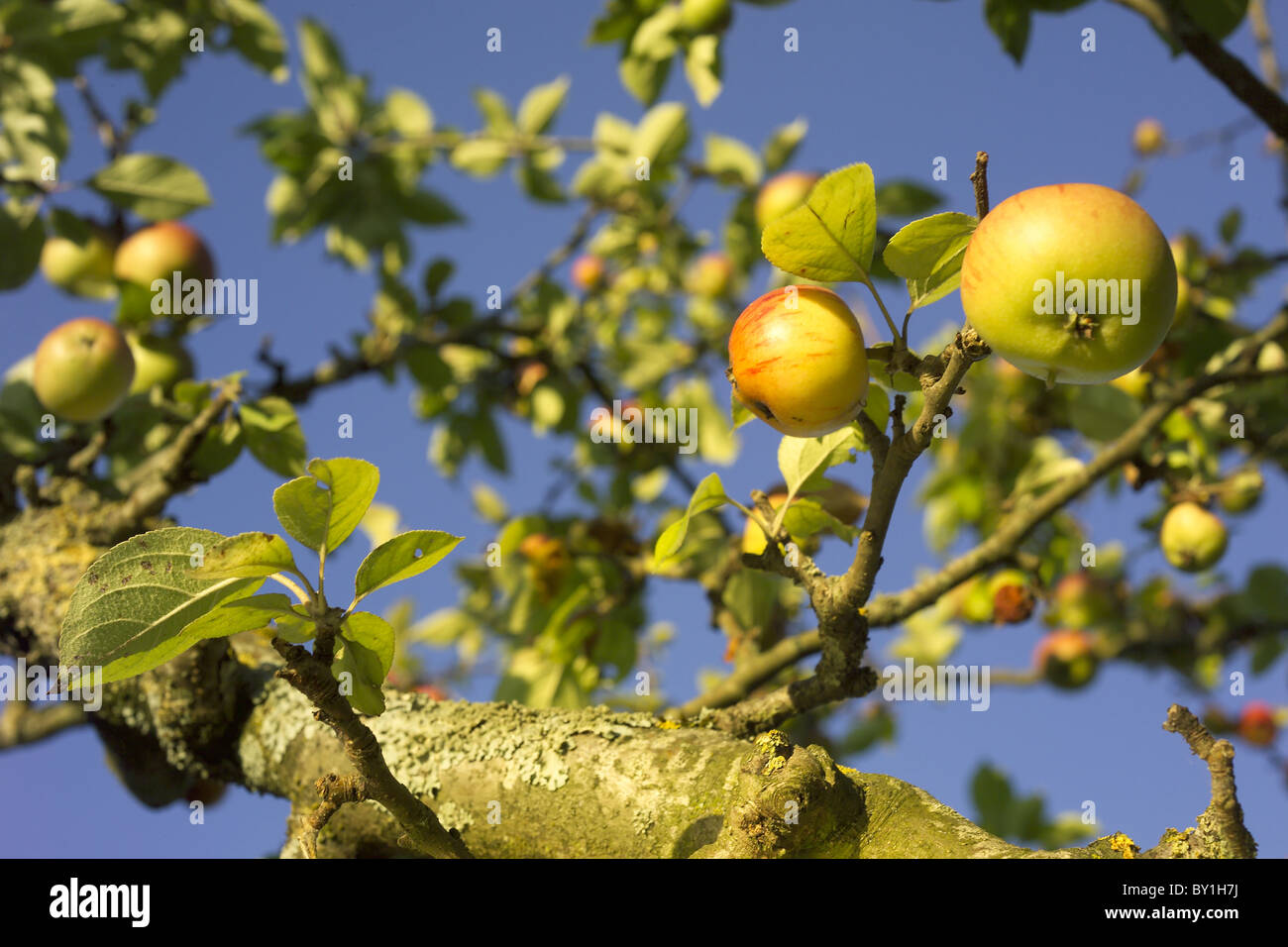 Cider orchard france hi-res stock photography and images - Alamy