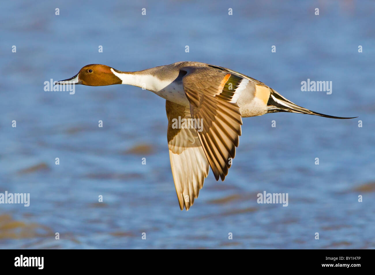PINTAIL IN FLIGHT Stock Photo - Alamy