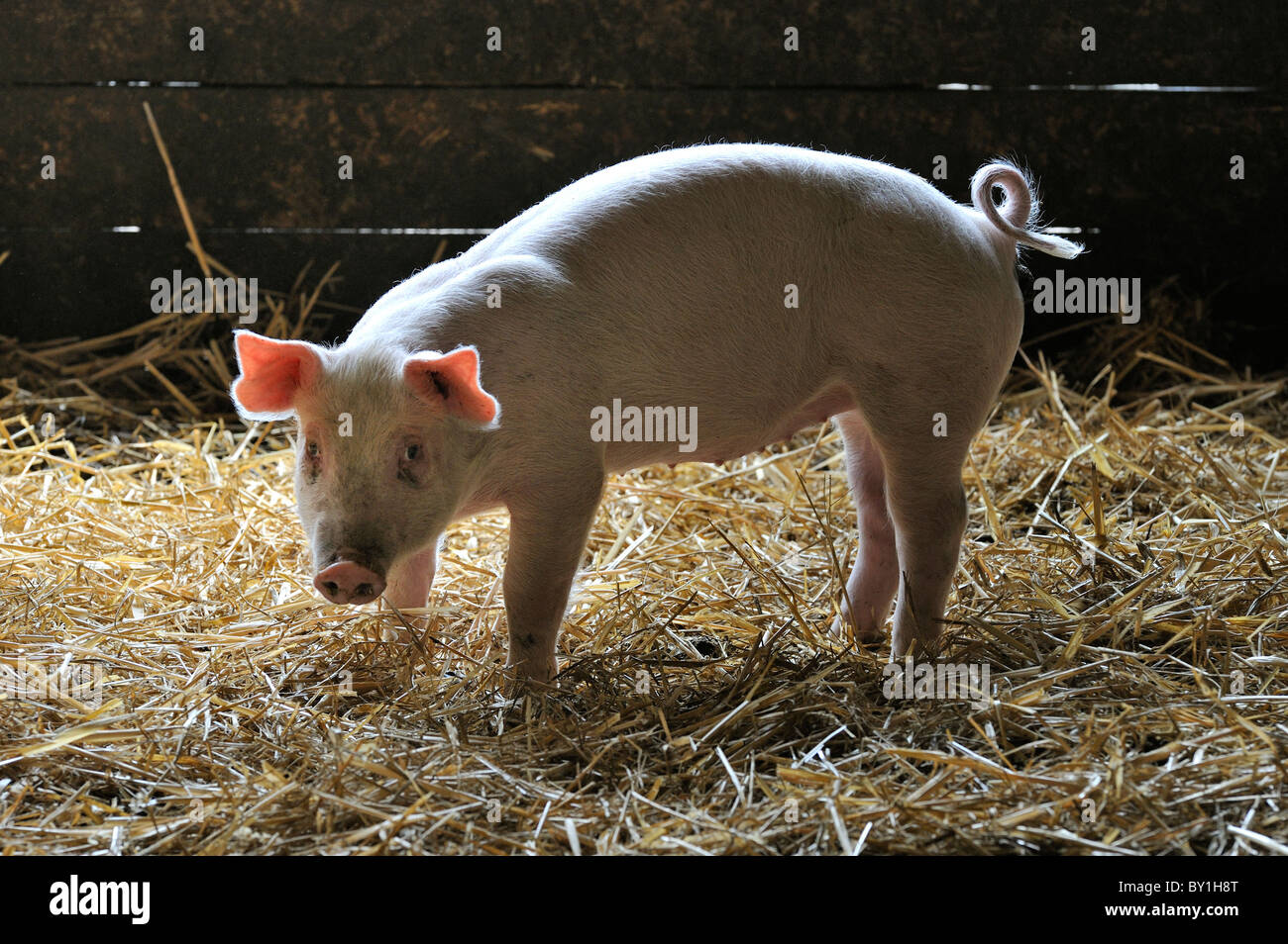Piglet with curl on his tail on a straw bed Stock Photo - Alamy