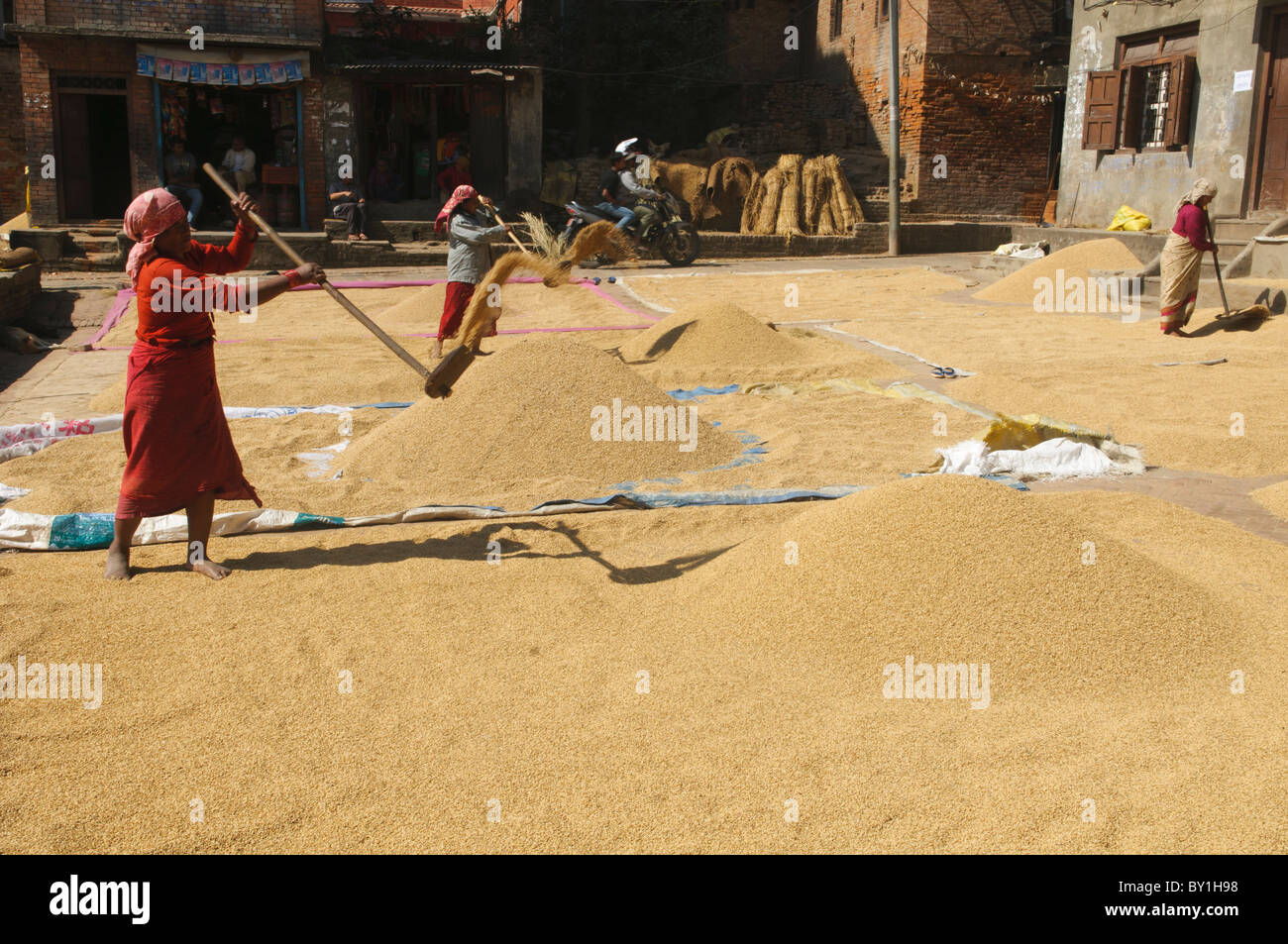 threshing rice during the autumn harvest in the old city of Bhaktapur ...
