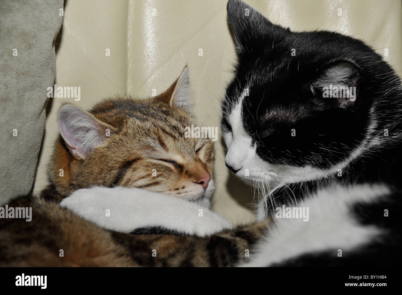 Sleeping cats cuddling Stock Photo - Alamy