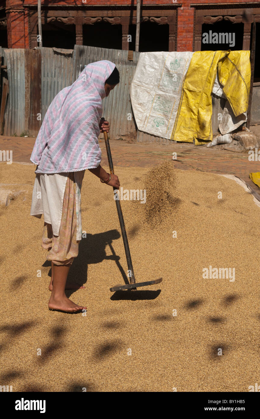 Threshing rice during autumn harvest hi-res stock photography and ...
