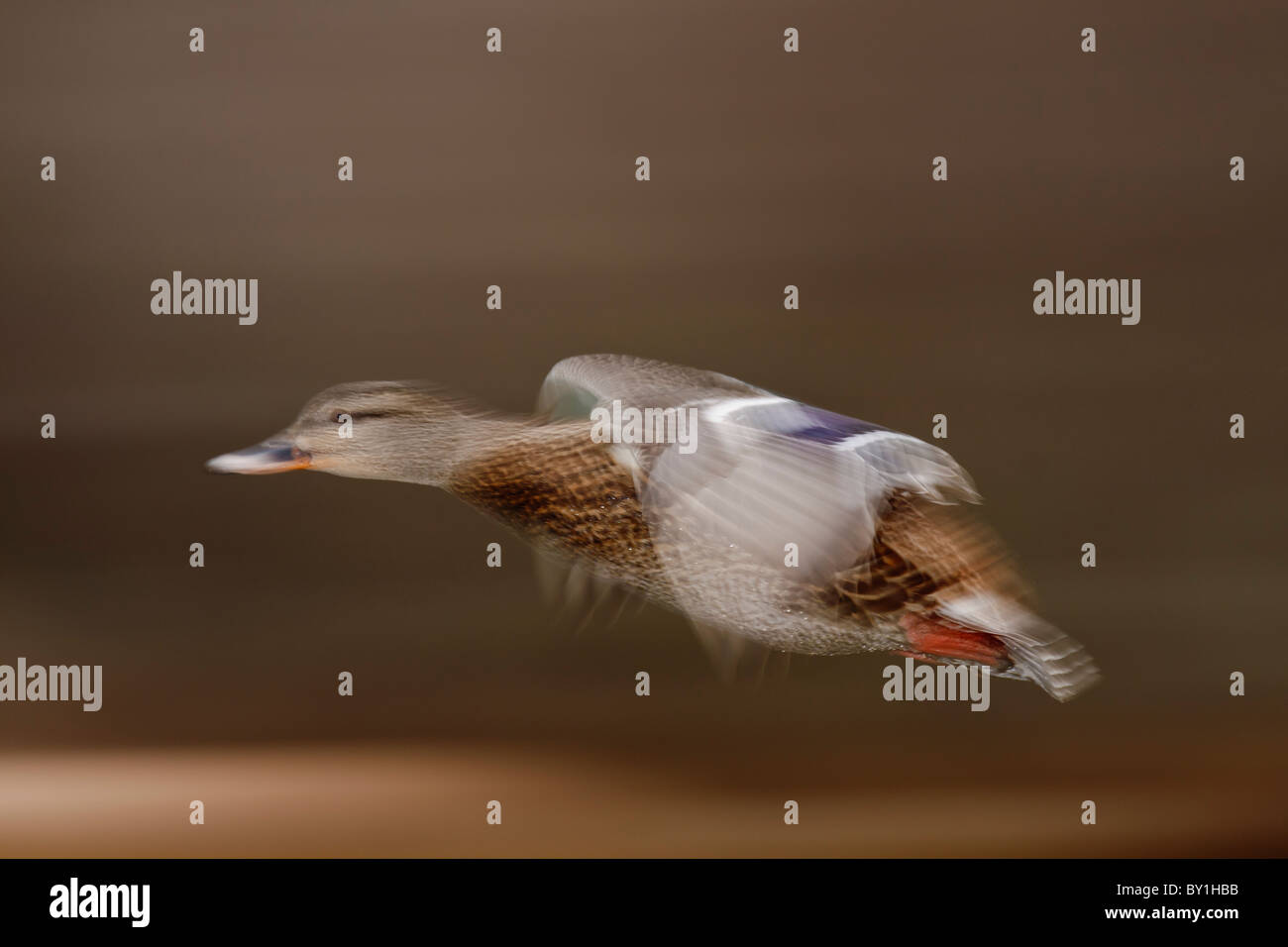 Mallard duck hen in abstract blurred flight-Victoria, British Columbia ...