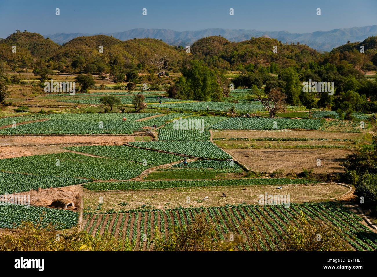 Myanmar, Burma, Mrauk U. Farmers tending their crops in patchwork ...
