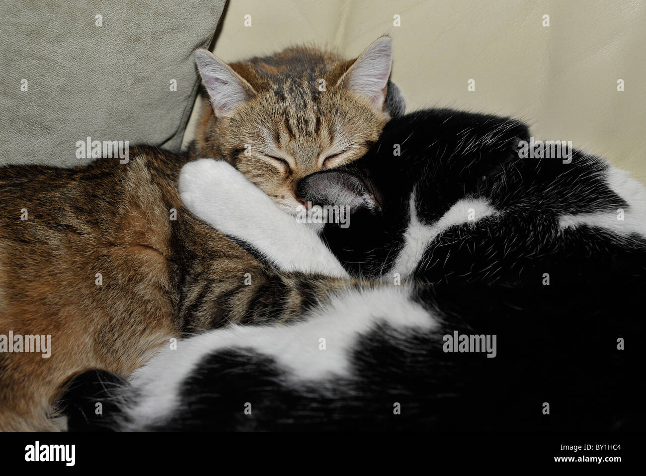 Sleeping cats cuddling Stock Photo - Alamy