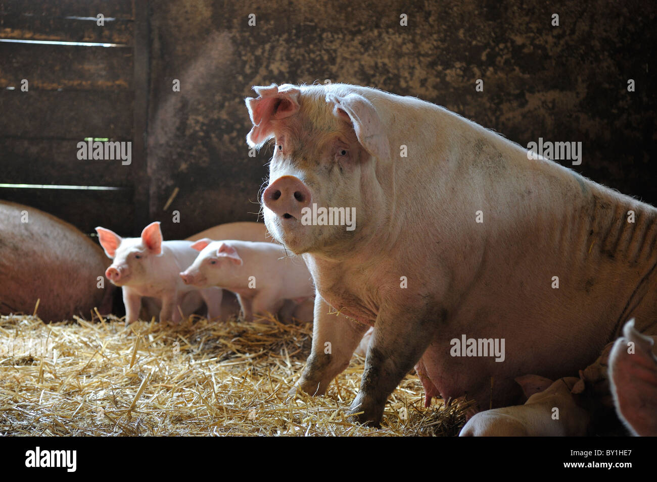 Sow and piglets on a straw bed in pigsty Stock Photo - Alamy