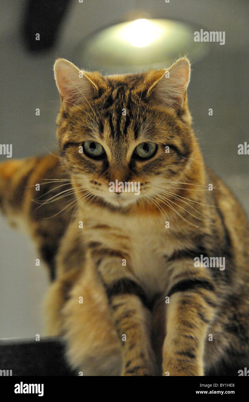 Tiggy hi-res stock photography and images - Alamy