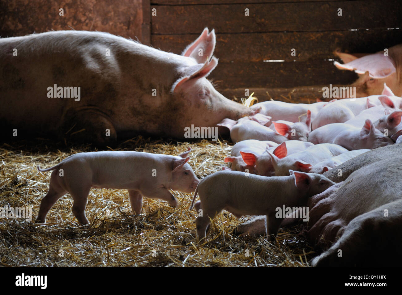 Sow and piglets on a straw bed in pigsty Stock Photo - Alamy