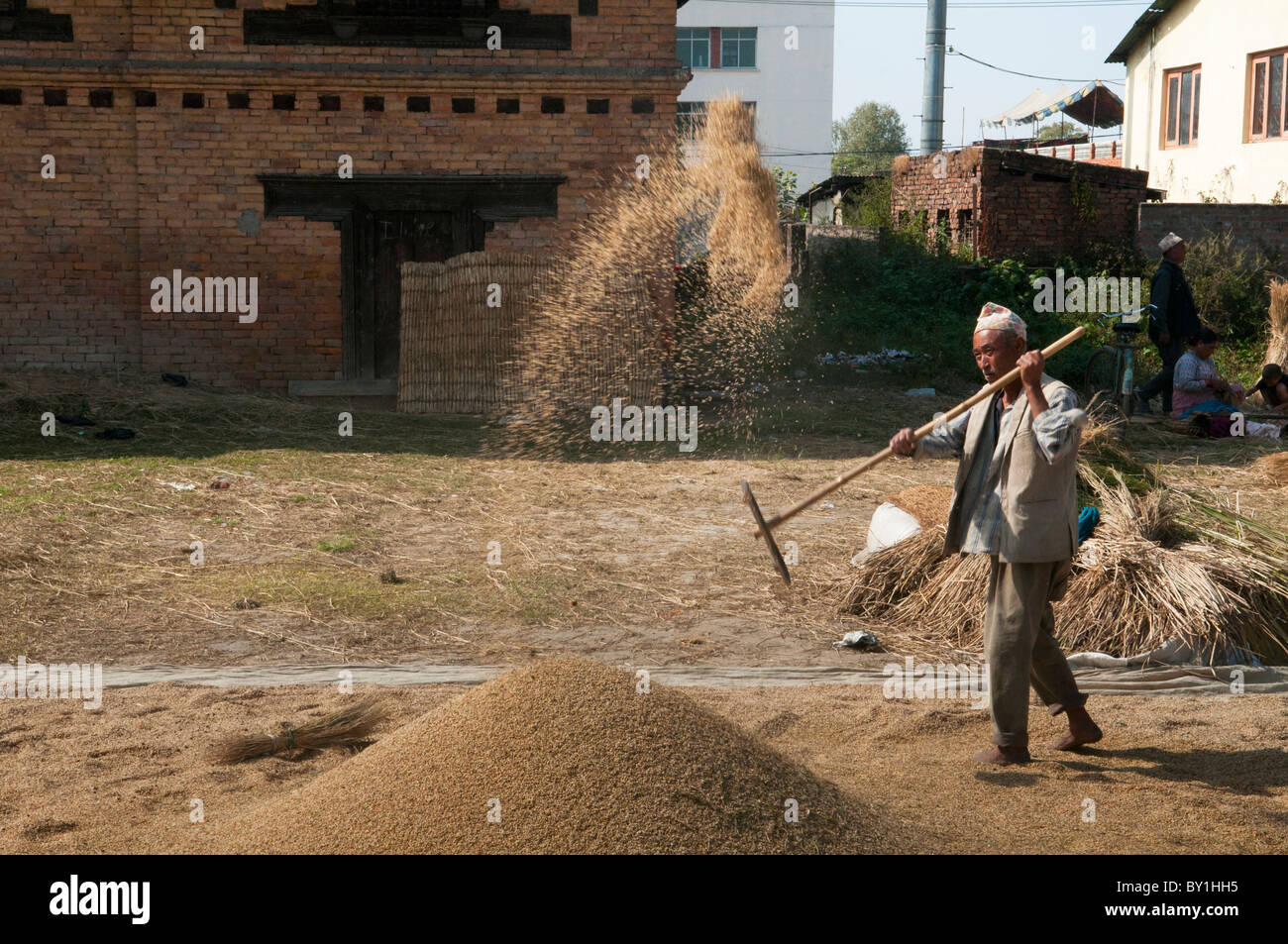 Threshing rice during autumn harvest hi-res stock photography and ...
