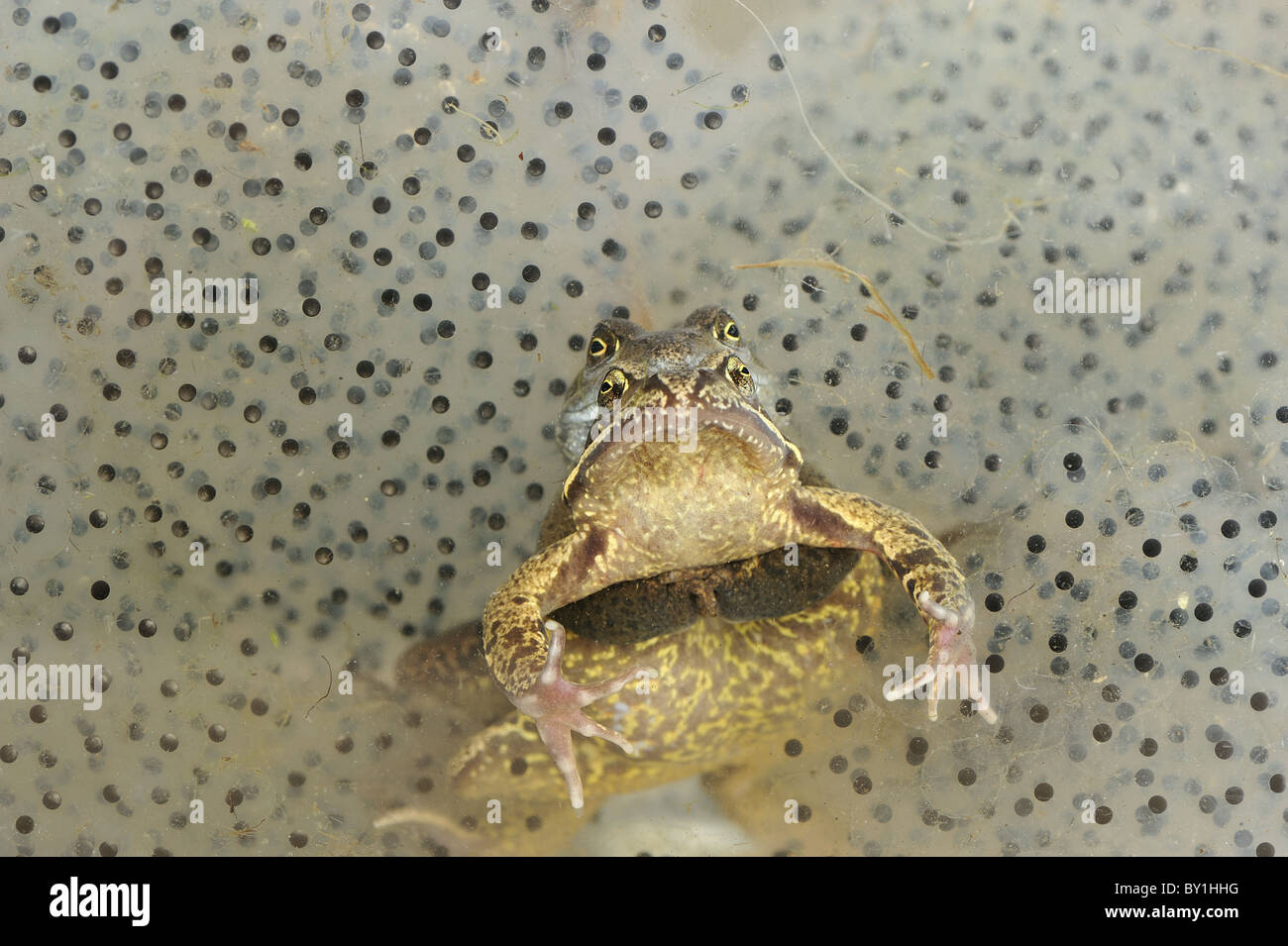 Common frog (Rana temporaria) pair mating under water amongst clusters ...