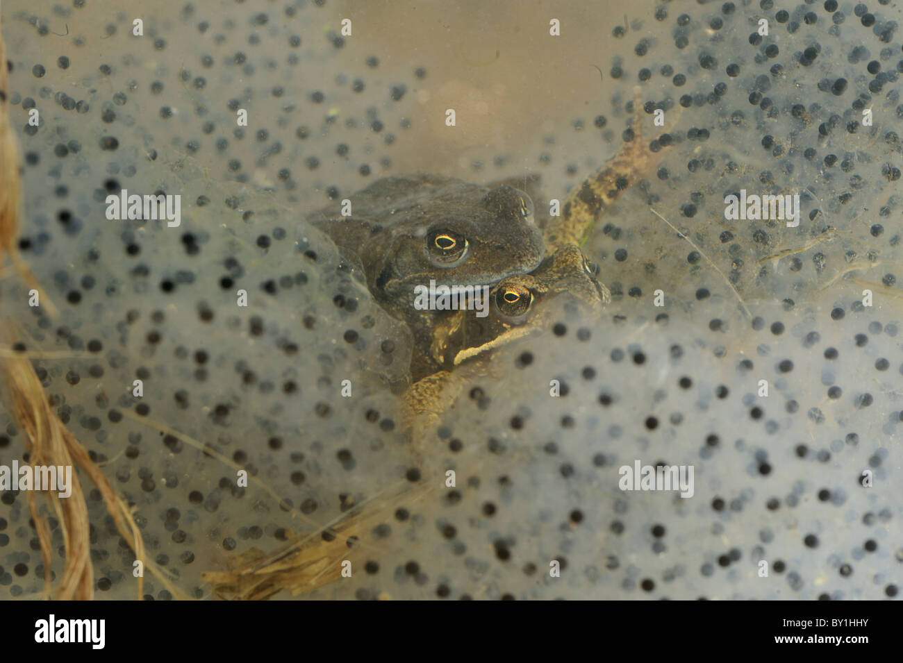 Common frog (Rana temporaria) pair mating under water amongst clusters ...