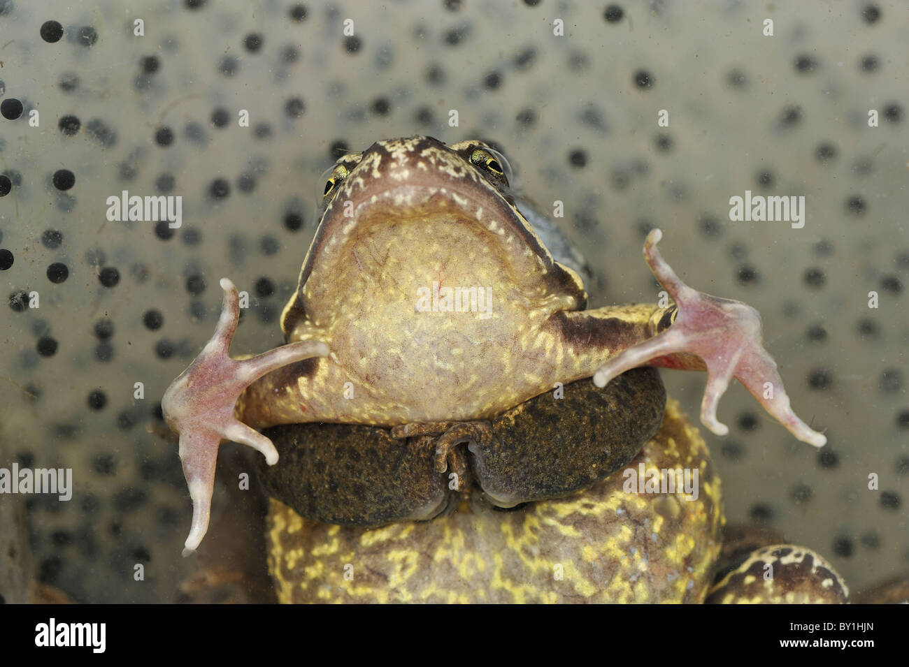 Common frog (Rana temporaria) pair mating under water amongst clusters ...
