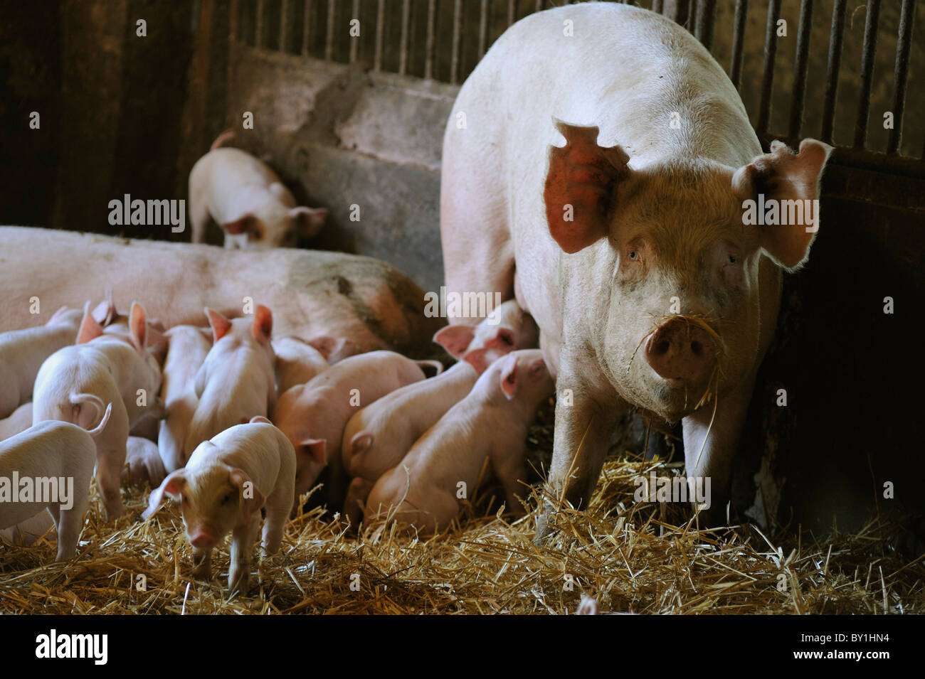 Sow and piglets on a straw bed in pigsty Stock Photo - Alamy