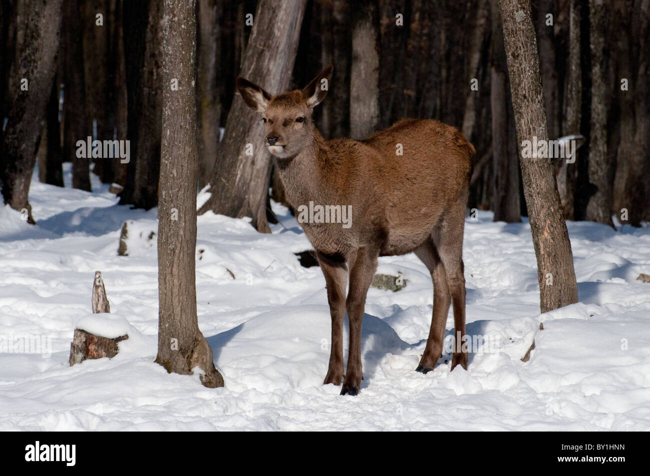 A view of a female Red Deer Stock Photo - Alamy