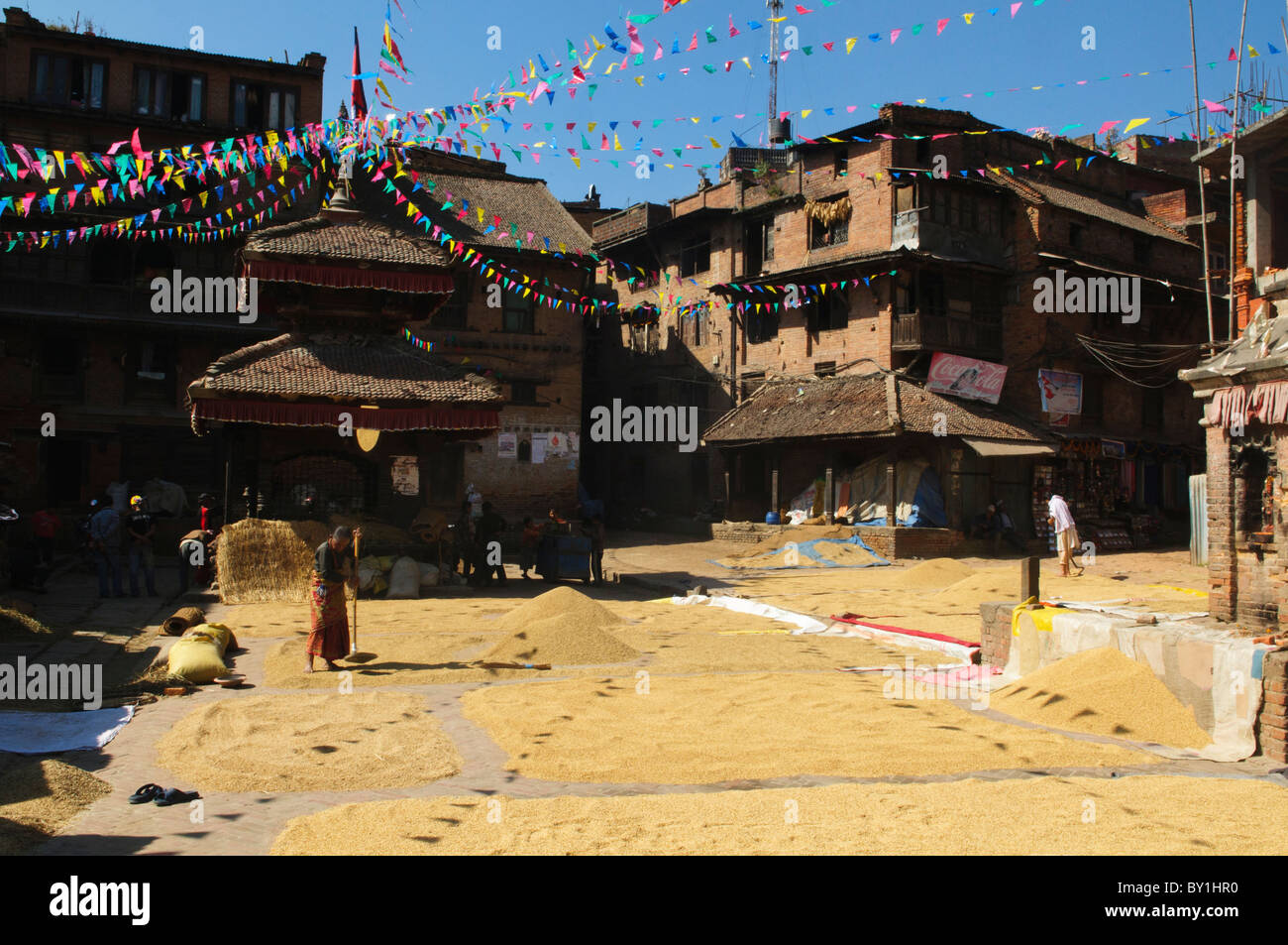 threshing rice during the autumn harvest in the old city of Bhaktapur ...