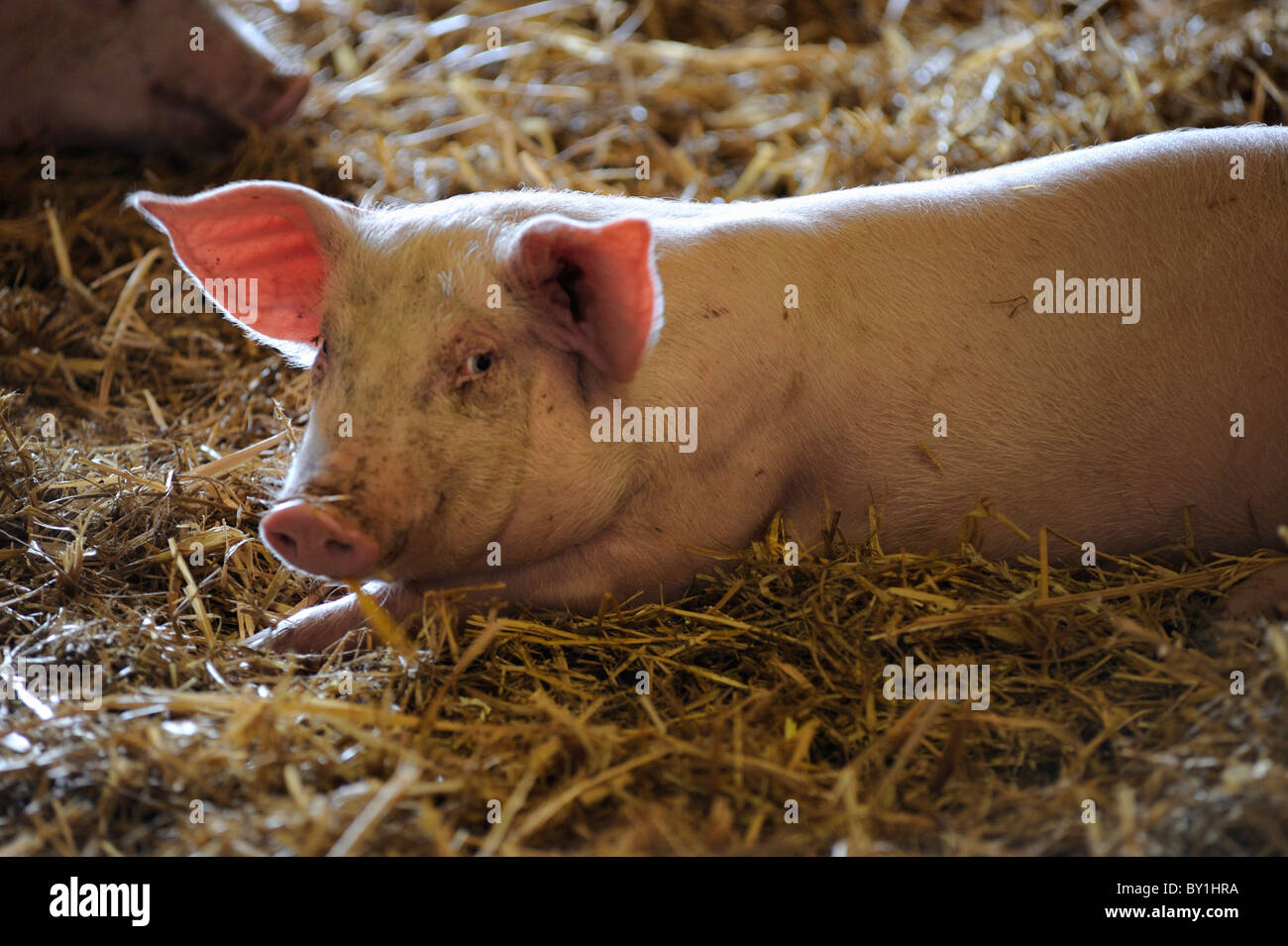 Happy piglet on straw bed Stock Photo - Alamy