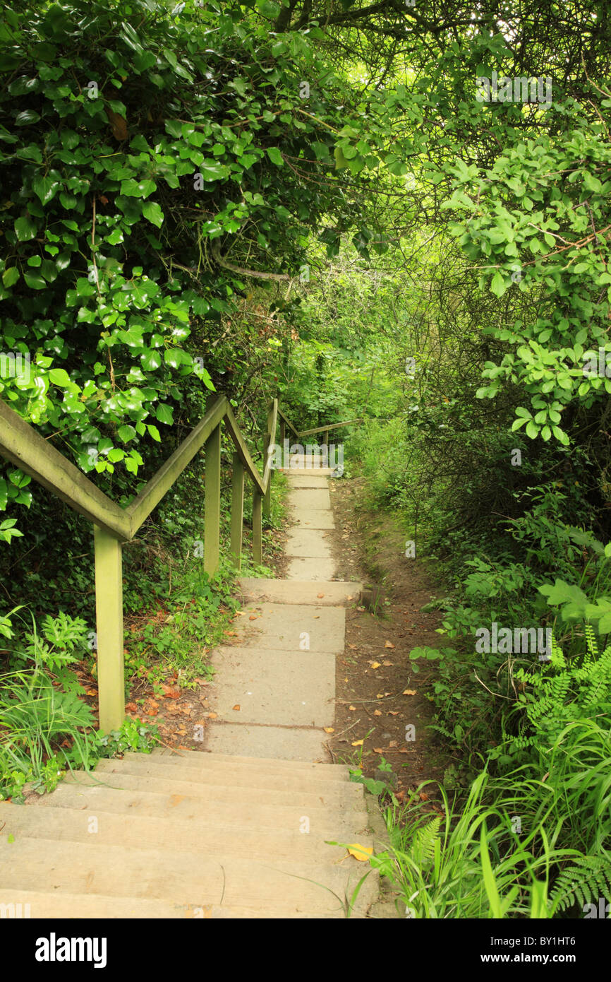 Steps on a countryside path in North Yorkshire, England Stock Photo - Alamy