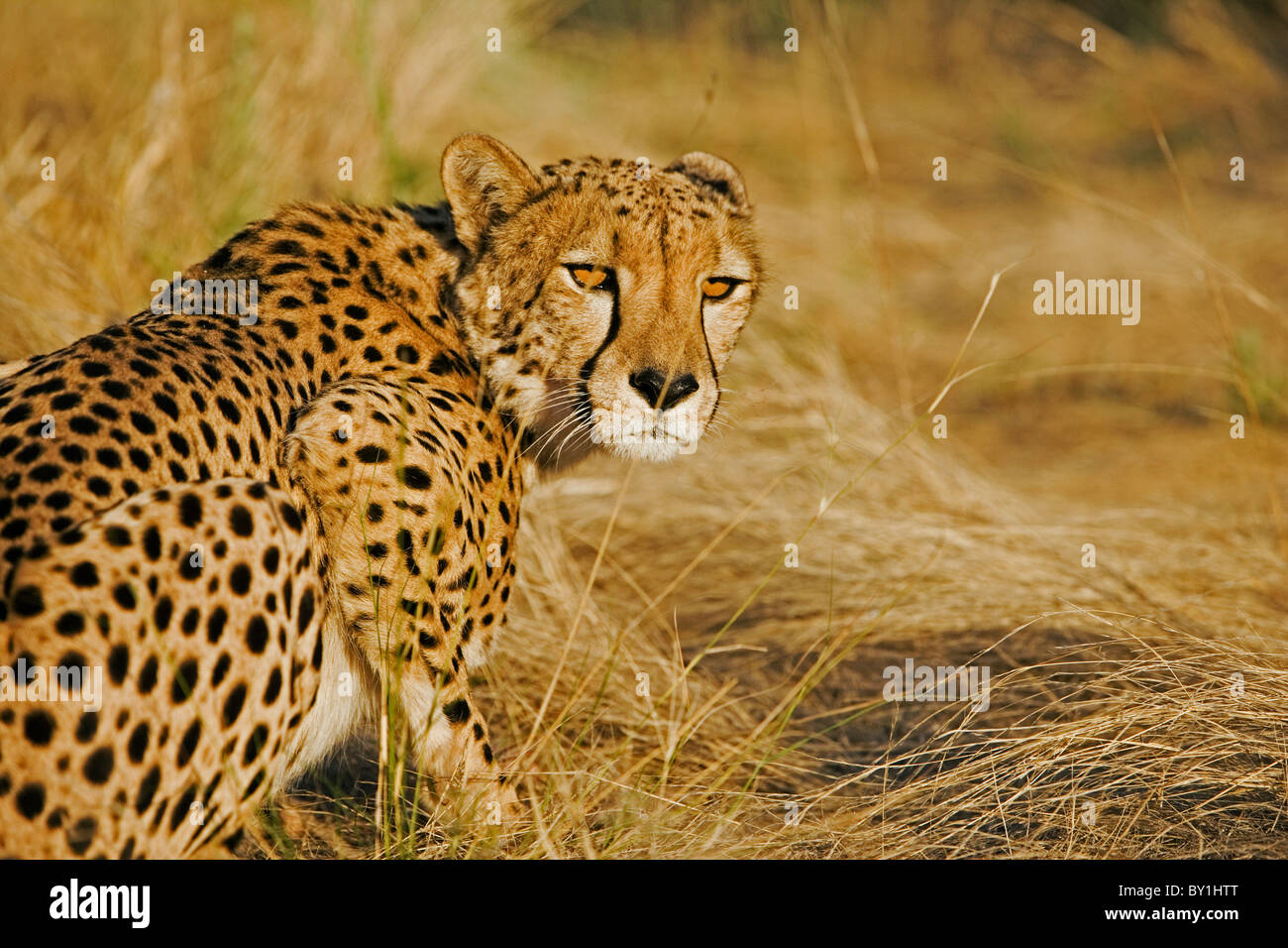 Cheetahs Stalking Prey