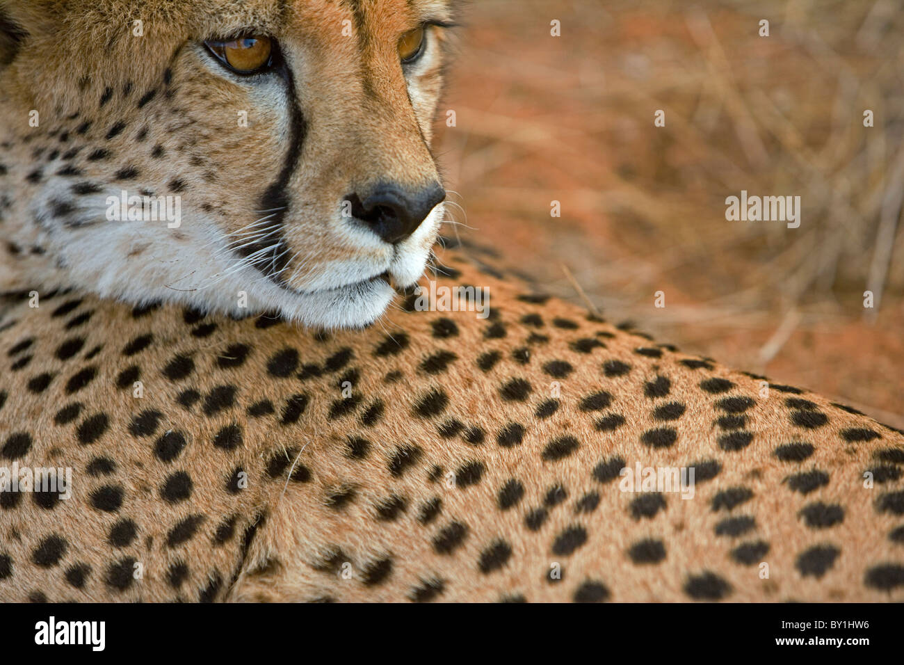 Cheetah skeleton hi-res stock photography and images - Alamy