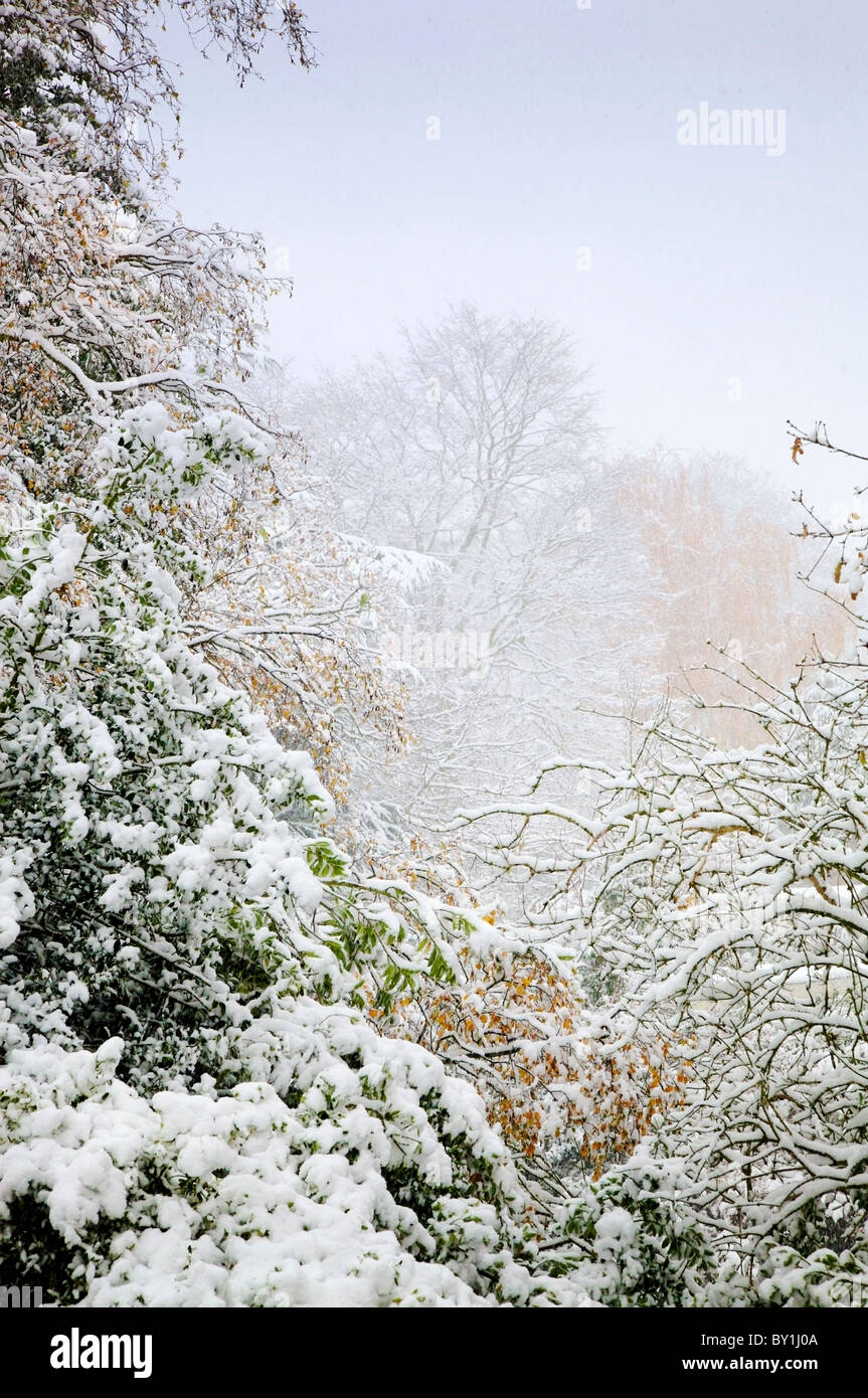 Tree Tops Covered With Snow High Resolution Stock Photography and ...
