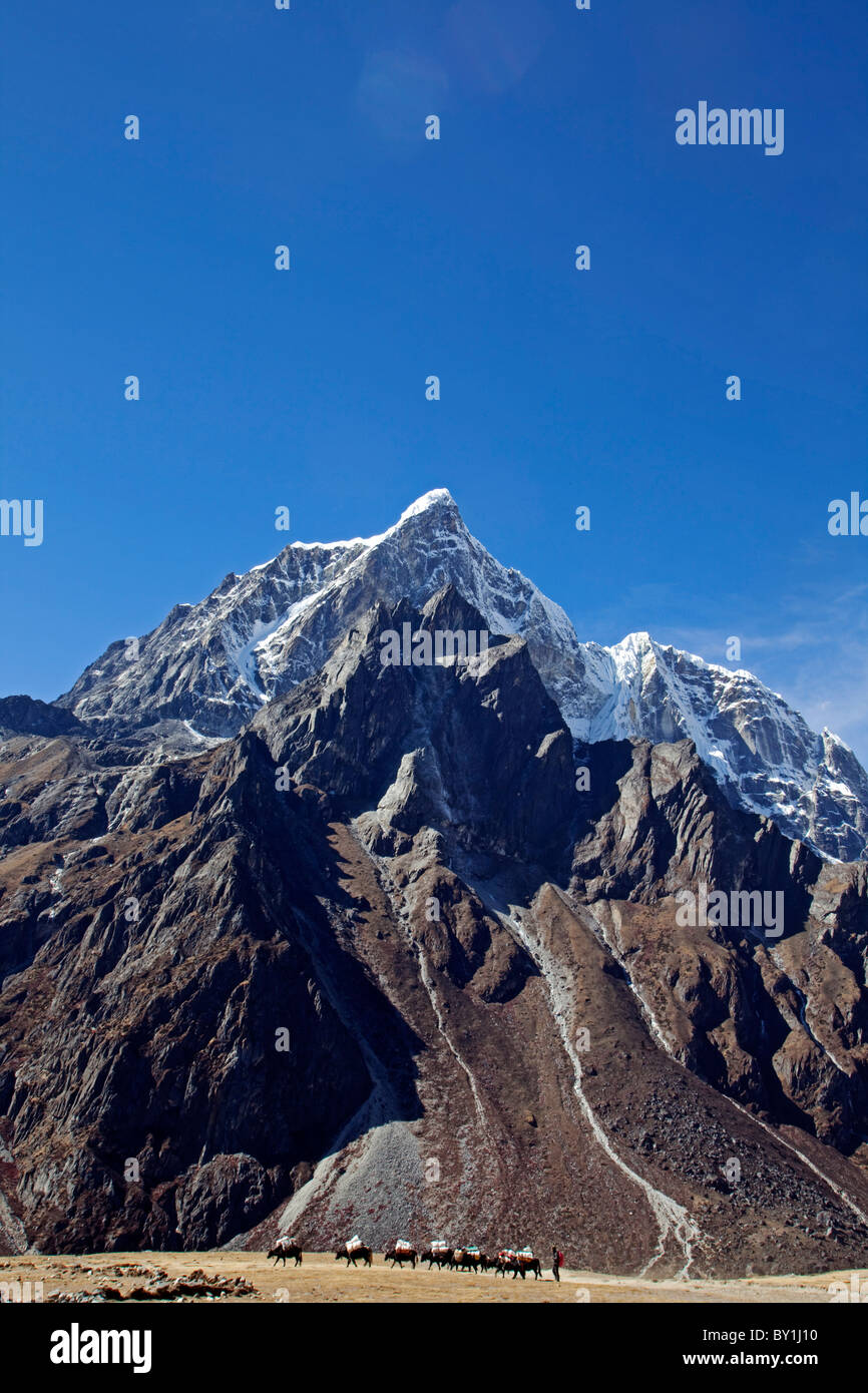 Nepal, Everest Region, Khumbu Valley. A yak baggage train on the ...