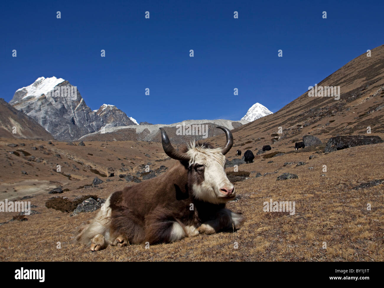 Nepal, Everest Region, Khumbu Valley. In the high meadows around ...
