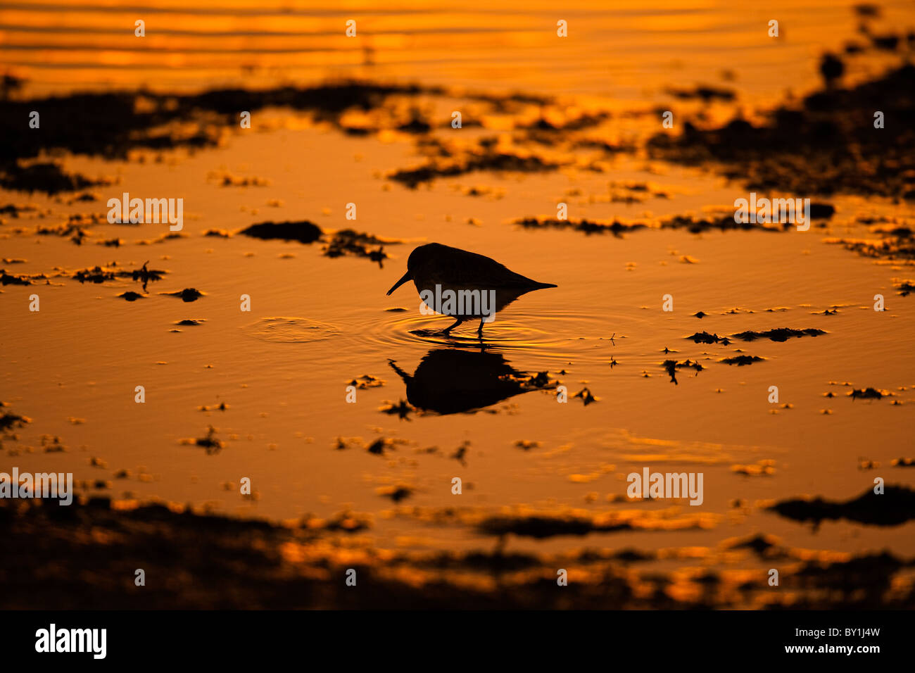 Dunlin Calidris alpina feeding on frozen coastal pool at sunset Norfolk ...