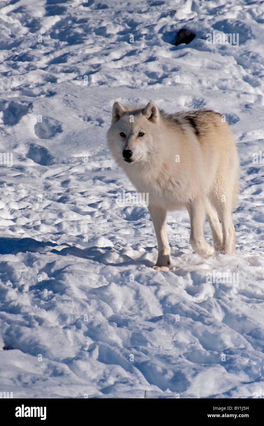 A view of an Arctic Wolf Stock Photo - Alamy