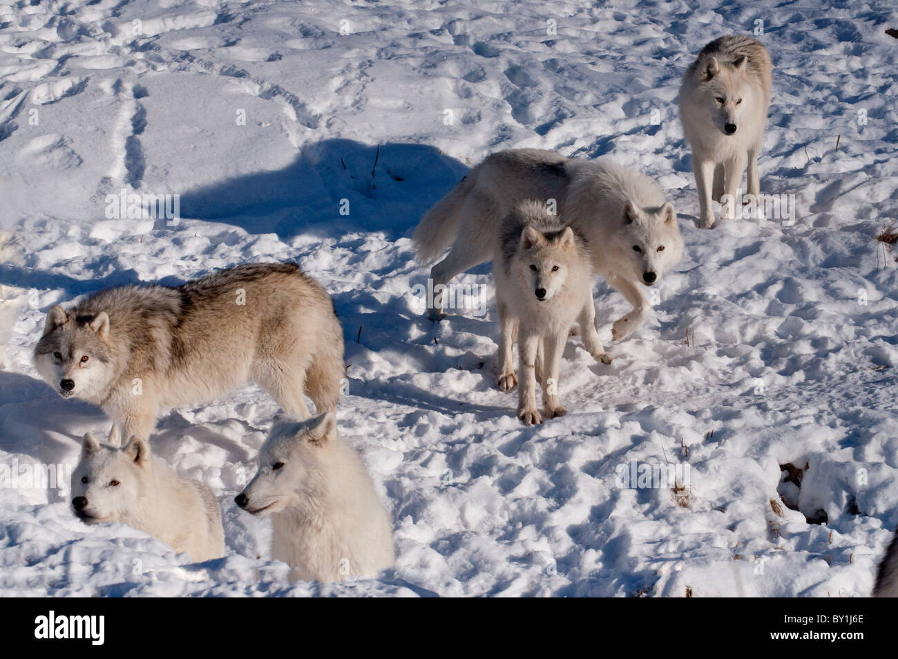 Arctic wolf pack hi-res stock photography and images - Alamy