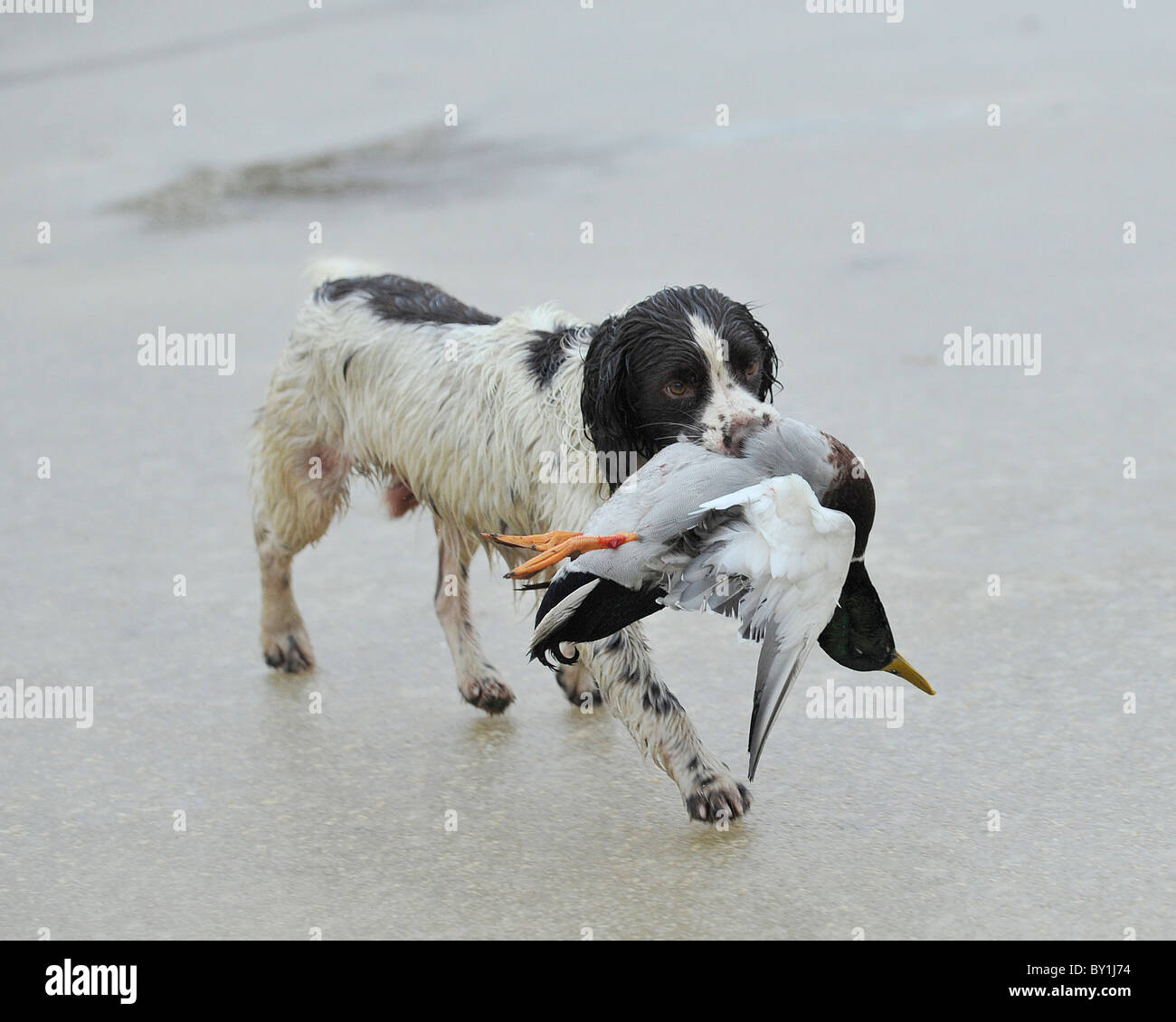 english springer spaniel retrieving a shot mallard duck from iced up ...