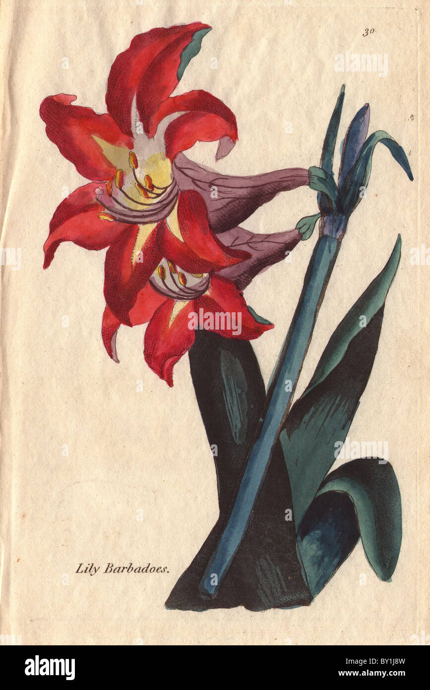 Barbados lily, Amaryllis equestris, with deep crimson flower and dark ...